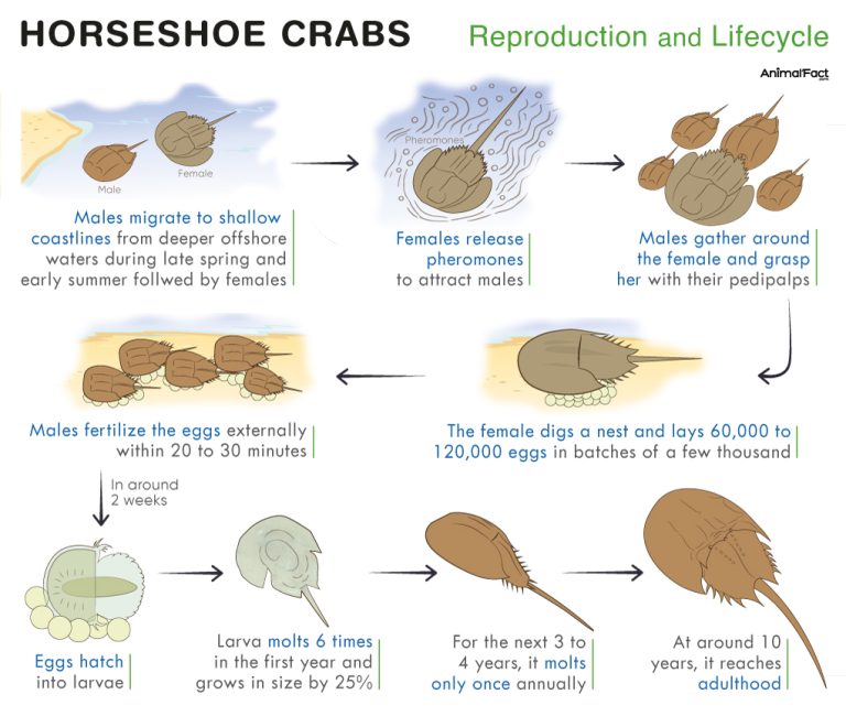 Horseshoe Crabs - Types, Size, Habitat, Diet, Lifespan, & Pictures