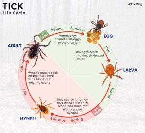 Tick (Ixodida) - Types, Size, Diet, Anatomy, Habitat, and Pictures