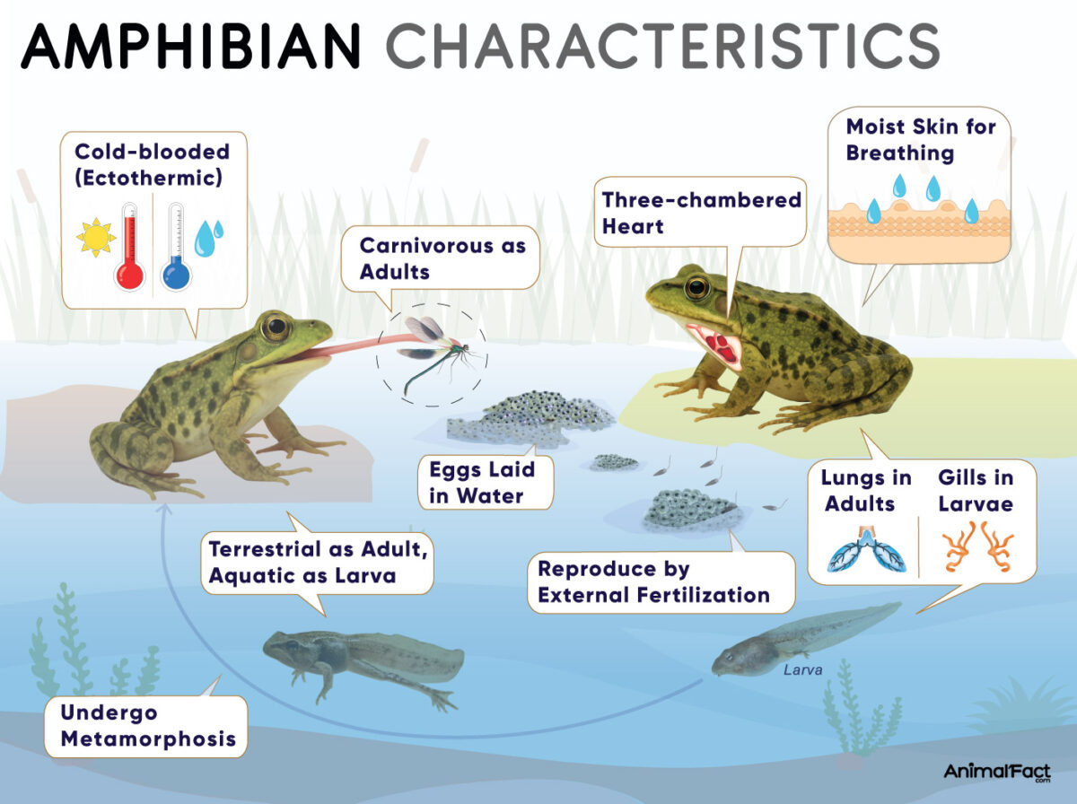 Amphibian - Definition, Examples, Characteristics, and Life Cycle