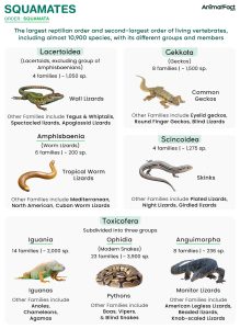 Squamates - Definition, Examples, Habitat, Characteristics, & Phylogeny