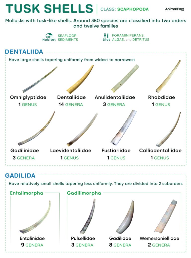 Tusk Shell - Examples, Characteristics, Habitat, and Pictures