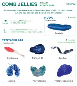 Comb Jelly - Examples, Characteristics, Body Symmetry, & Pictures