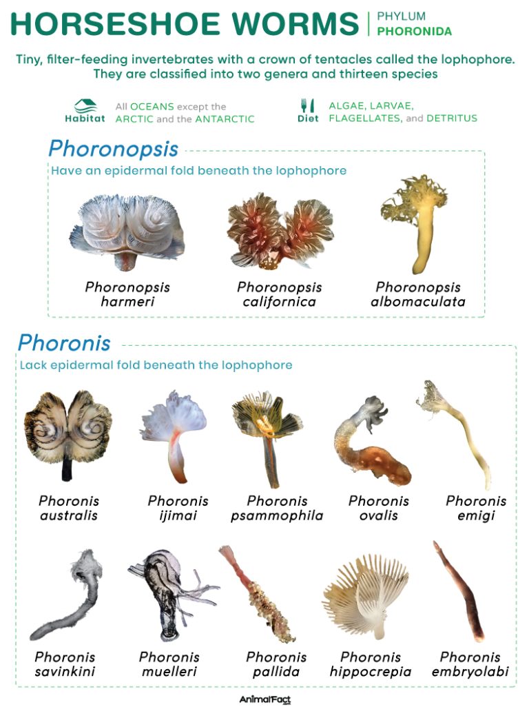 Horseshoe Worms - Size, Anatomy, Habitat, Diet, & Pictures
