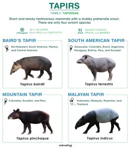 Tapirs - Description, Habitat, Diet, Predators, & Pictures