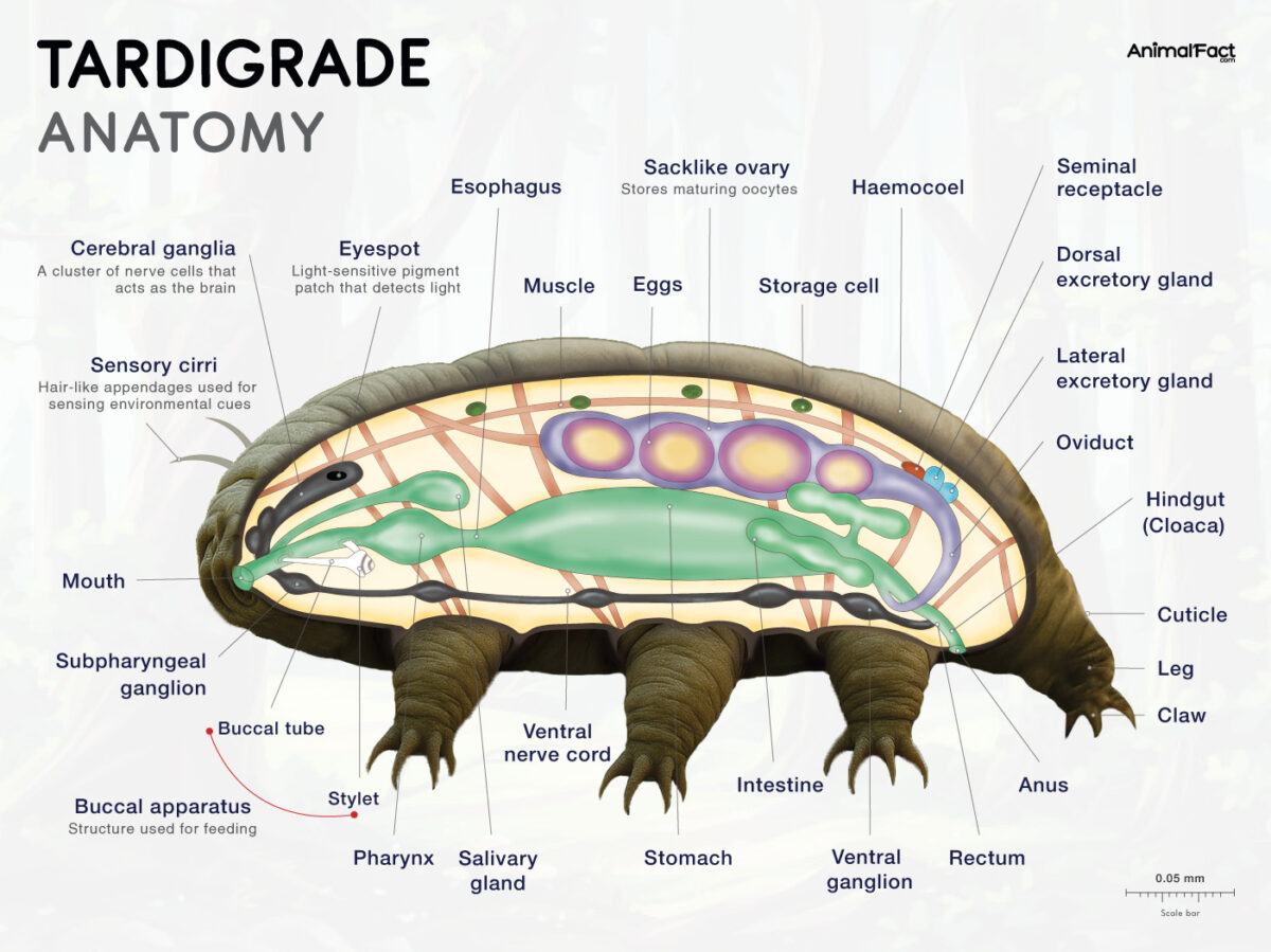 Tardigrade (Water Bear) - Size, Lifespan, Habitat, Reproduction, & Pictures