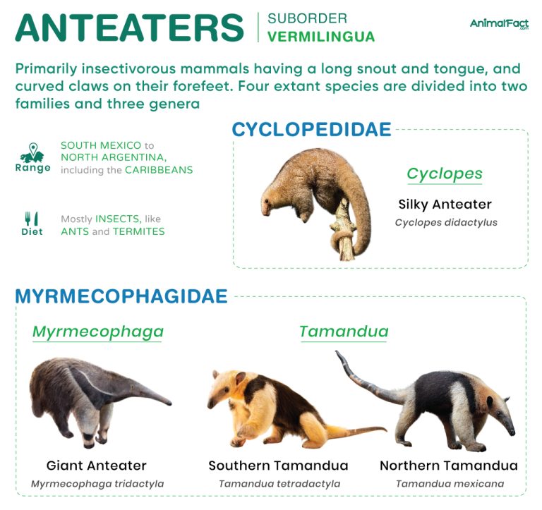Anteater - Types, Size, Diet, Habitat, Life span, Predators, & Pictures