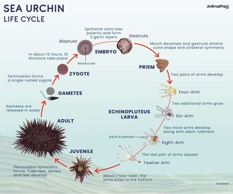 Sea Urchin - Types, Anatomy, Classification, Reproduction & Lifecycle