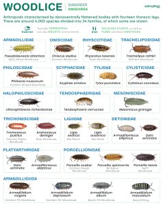 Woodlouse - Types, Habitat, Diet, Lifespan, Life Cycle, & Pictures