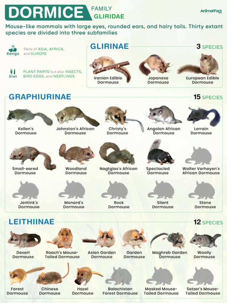 Dormouse - Species, Habitat, Diet, Lifespan, Predators, & Pictures