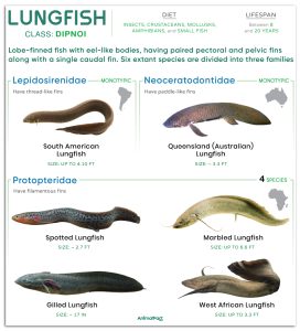 Lungfish - Types, Size, Anatomy, Lifespan, Habitat, Diet, & Pictures
