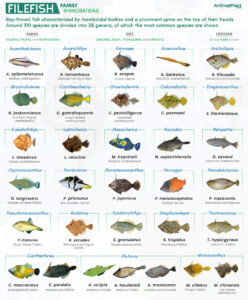 Filefish - Types, Size, Habitat, Diet, Predators, & Pictures