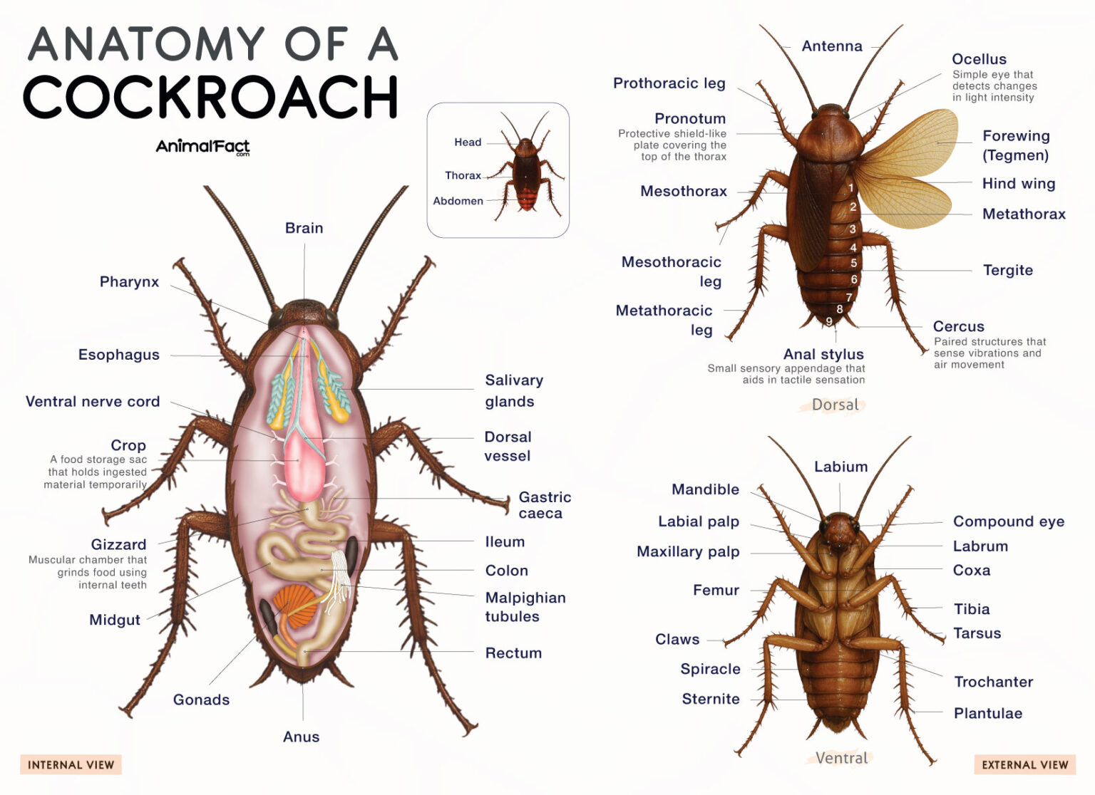 Cockroach - Species, Size, Habitat, Lifespan, Life Cycle, & Predators