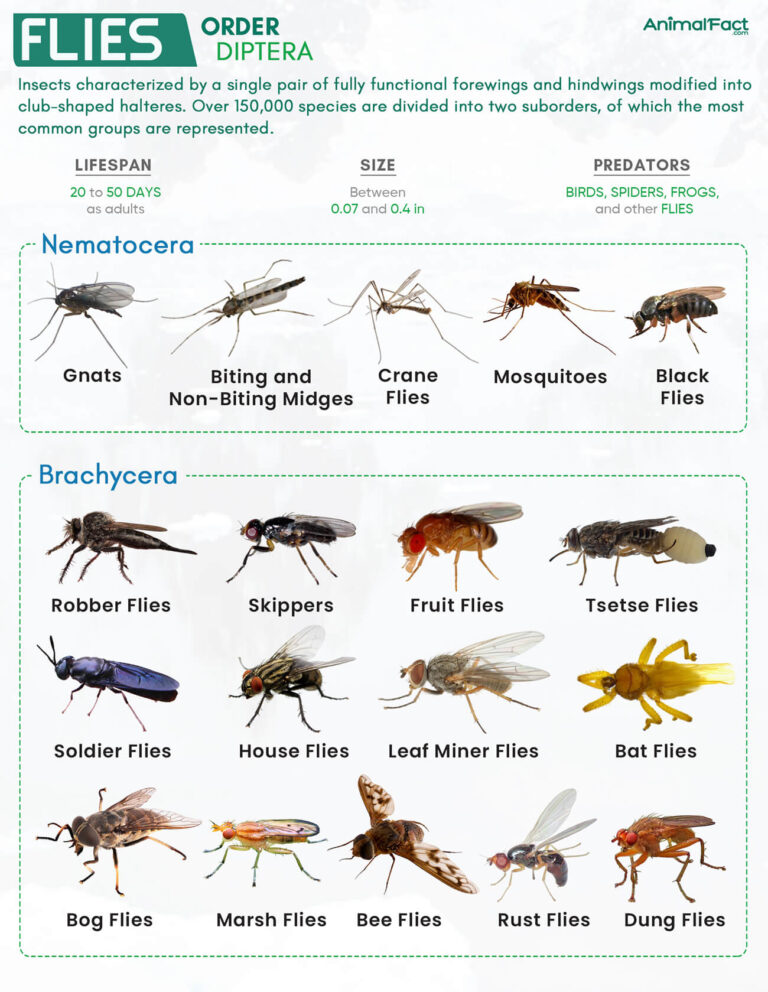 Fly - Types, Anatomy, Lifespan, Life Cycle, Predators, & Pictures