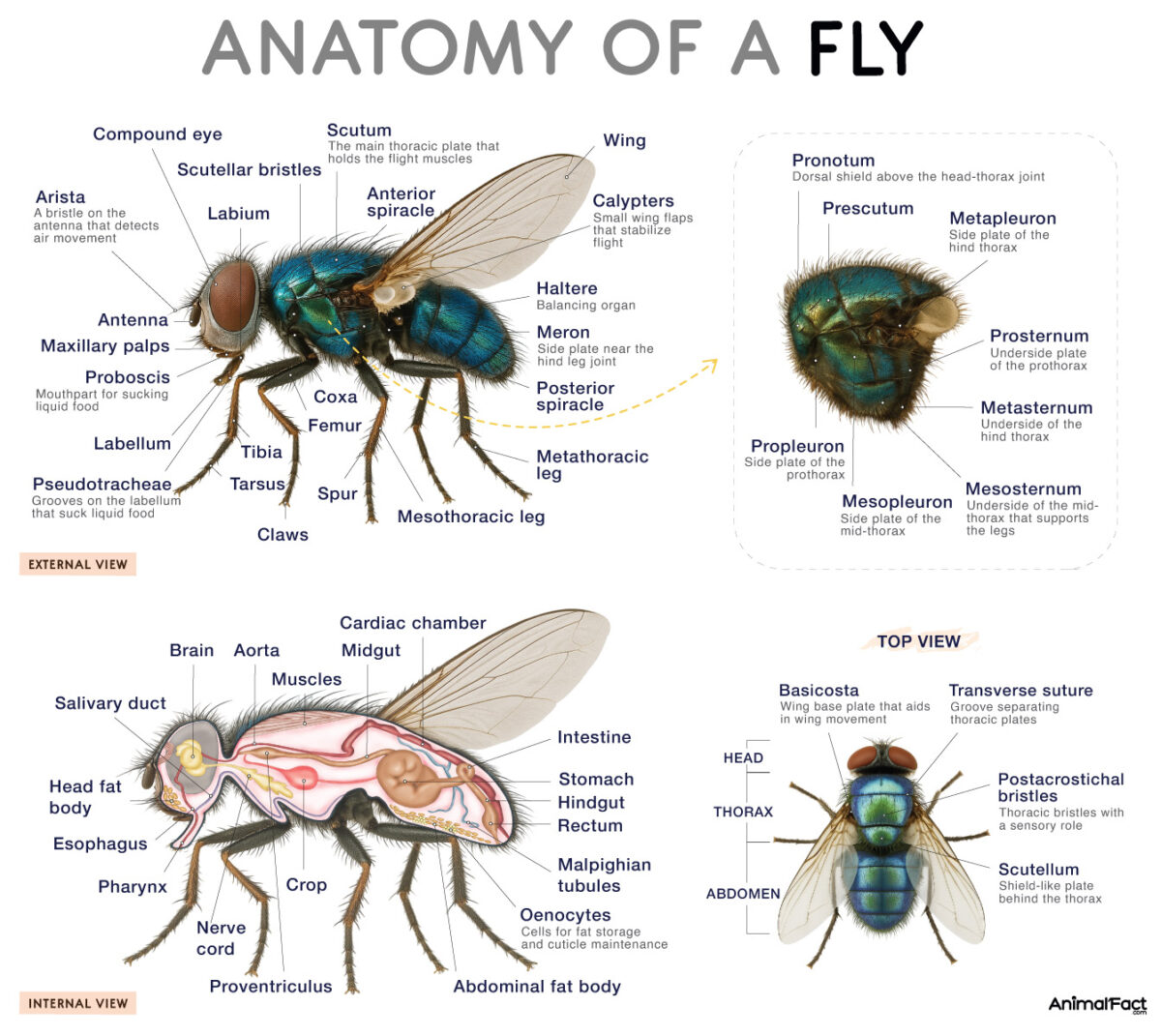 Fly - Types, Anatomy, Lifespan, Life Cycle, Predators, & Pictures