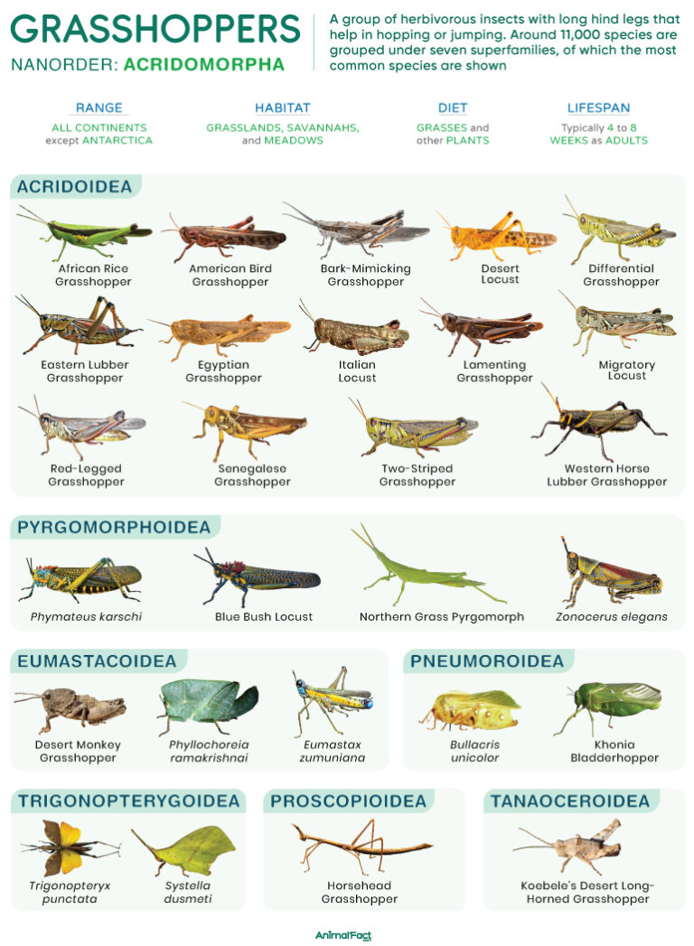 Grasshopper - Types, Anatomy, Habitat, Diet, Lifespan, & Life Cycle
