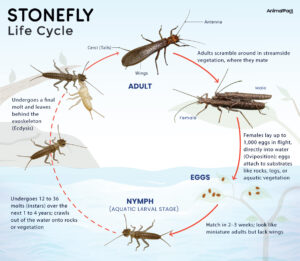 Stonefly - Types, Size, Habitat, Diet, Life Cycle, & Pictures