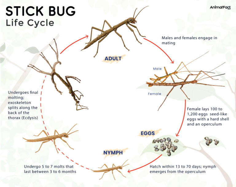 Stick Bug - Types, Anatomy, Habitat, Diet, Life Cycle, & Pictures