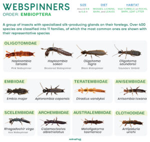 Webspinner - Species, Size, Habitat, Diet, Predators, & Pictures
