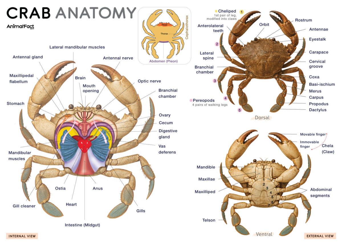 Crab - Types, Size, Anatomy, Habitat, Diet, Lifespan, & Life Cycle