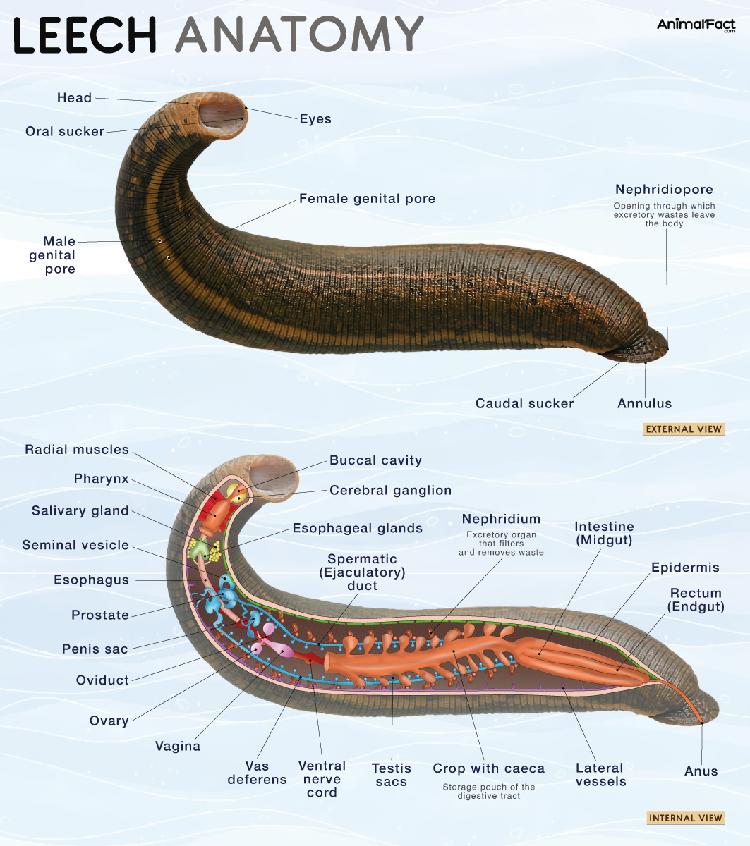 Leech - Types, Size, Anatomy, Habitat, Diet, Lifespan, & Life Cycle