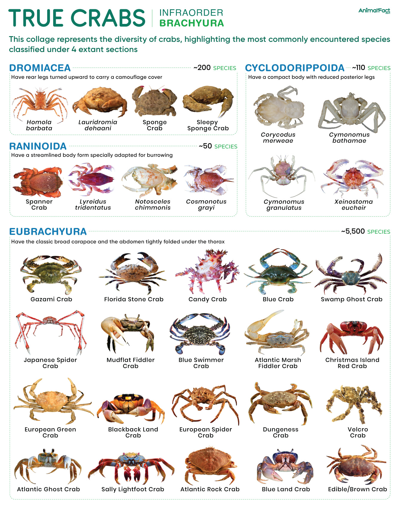 True Crab - Types, Anatomy, Habitat, Diet, Lifespan, & Life Cycle
