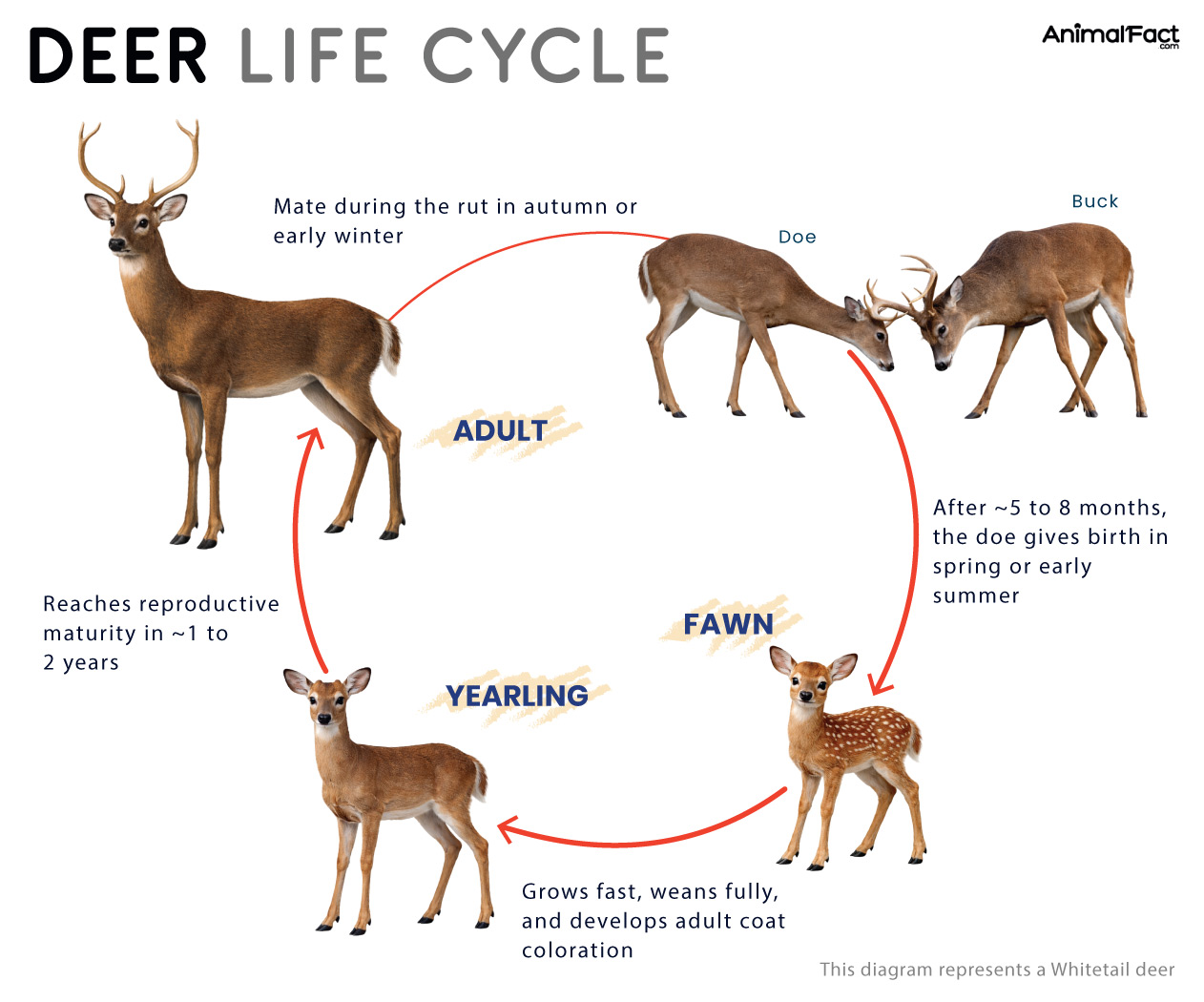 Deer - Types, Anatomy, Lifespan, Habitat, Diet, & Predators